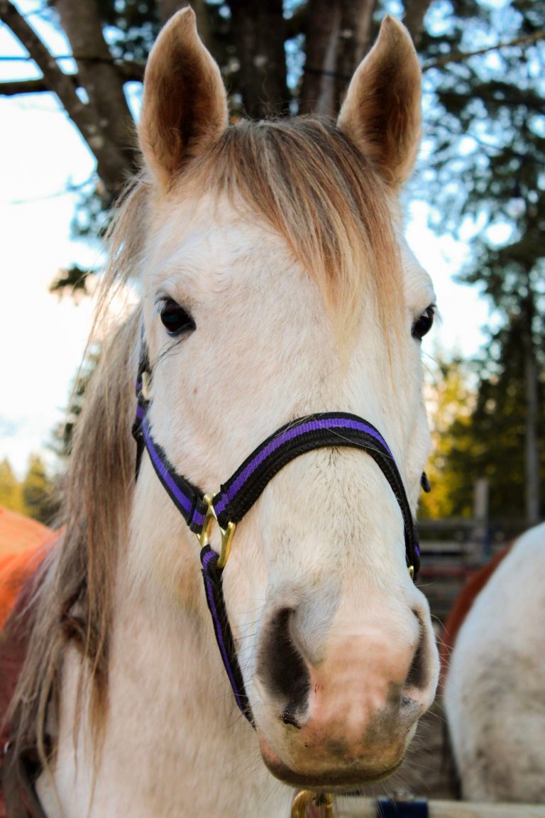 Willow River Equine Rescue – Horse Rescue in Maple Valley, WA