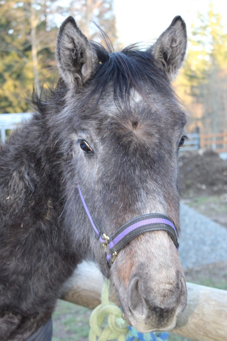 Willow River Equine Rescue – Horse Rescue in Maple Valley, WA